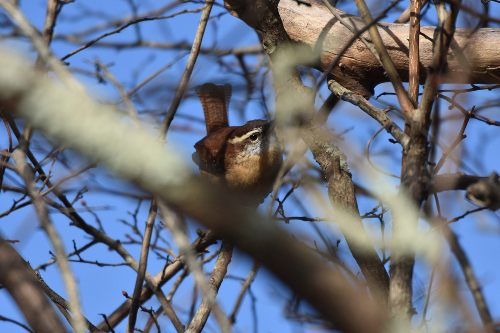 Carolina Wren from Marshfield, MA, USA on November 10, 2024 at 10:36 AM ...