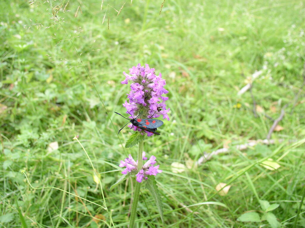 common hedge-nettle from Чеховский р-н, Московская обл., Россия on July ...