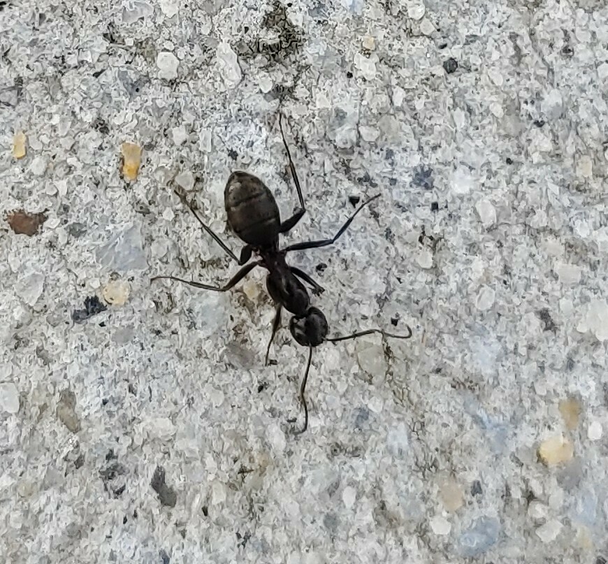 Eastern Black Carpenter Ant from Mountain Park, GA, USA on November 11 ...