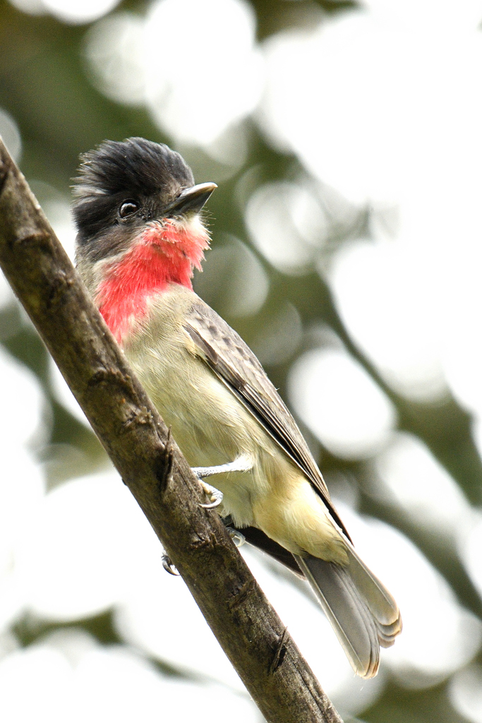 Rose-throated Becard from Sabinas Hidalgo, N.L., México on November 10 ...