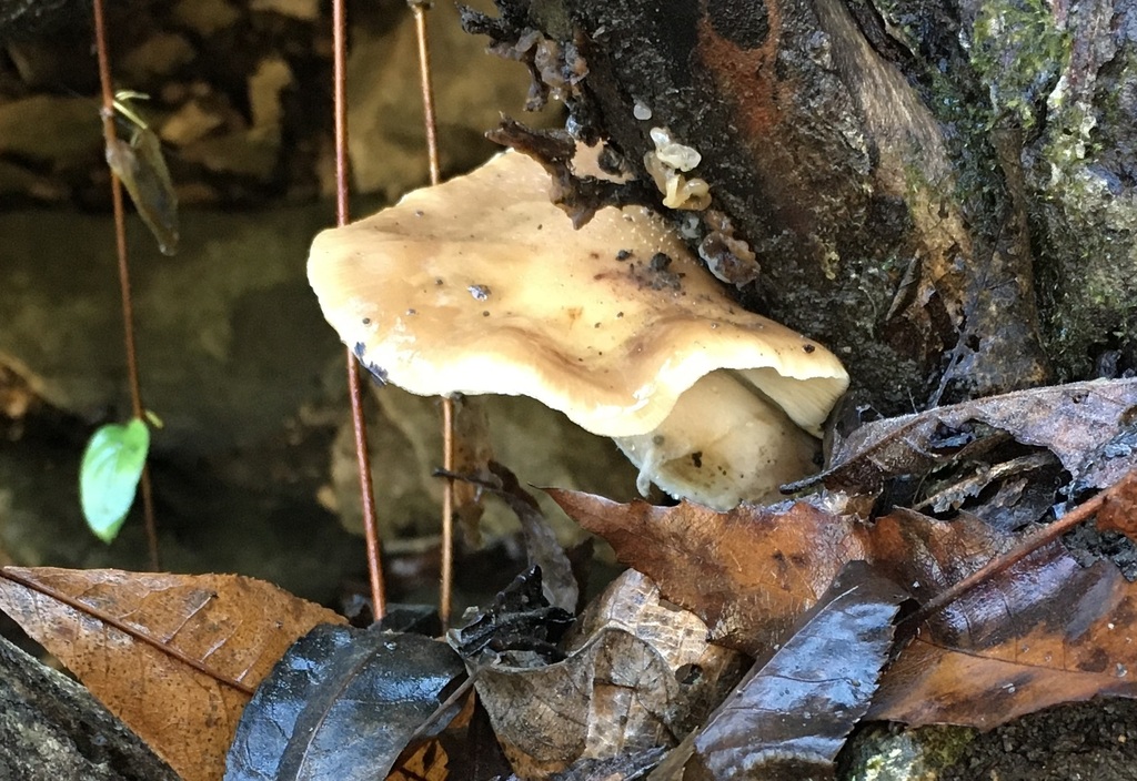 Bulbous Honey Fungus from Christian County, MO, USA on November 10 ...