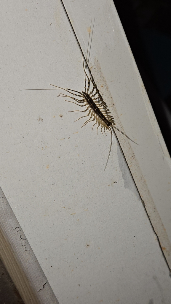 Japanese House Centipede from Travelers Rest, SC 29690, USA on November ...