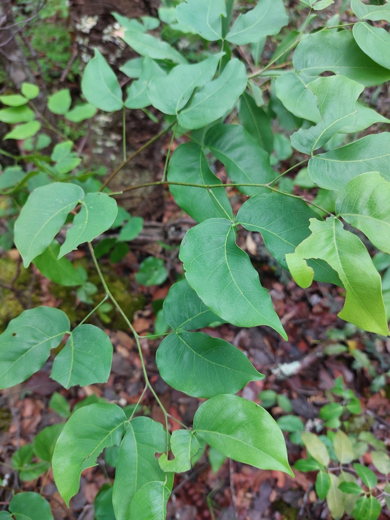 Rhodesian copalwood from Tempue, Angola on November 9, 2024 at 06:41 AM ...