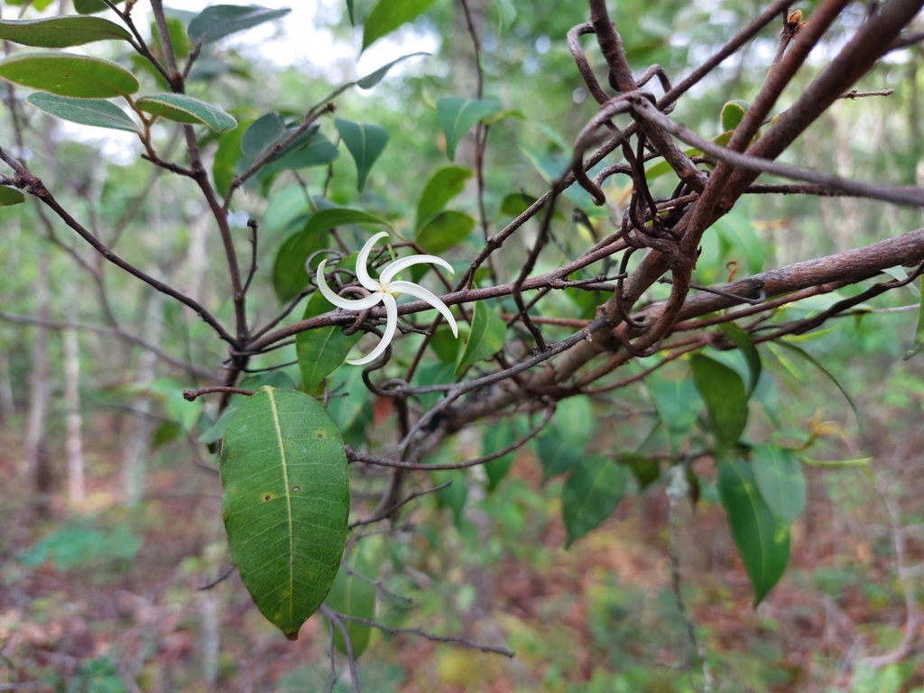 Landolphia camptoloba from Tempue, Angola on November 9, 2024 at 06:21 ...