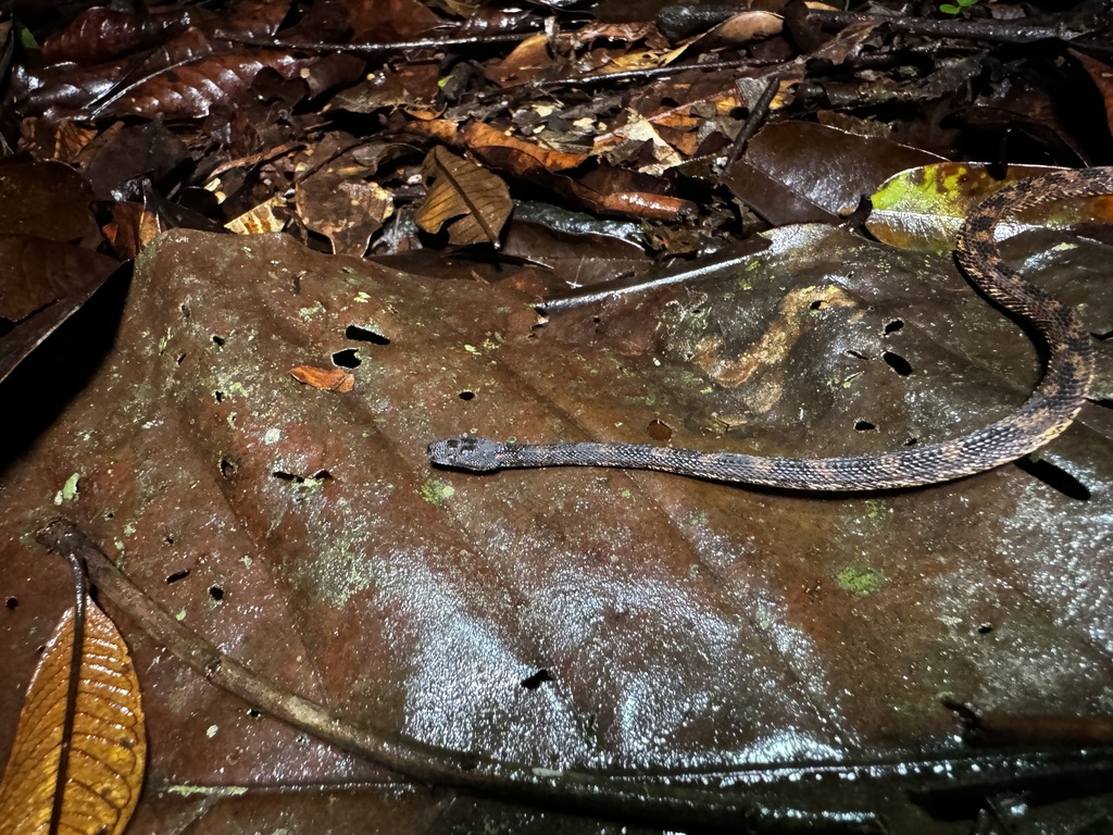 Rough Coffee Snake from Siquirres, Limón, CR on November 10, 2024 at 08 ...