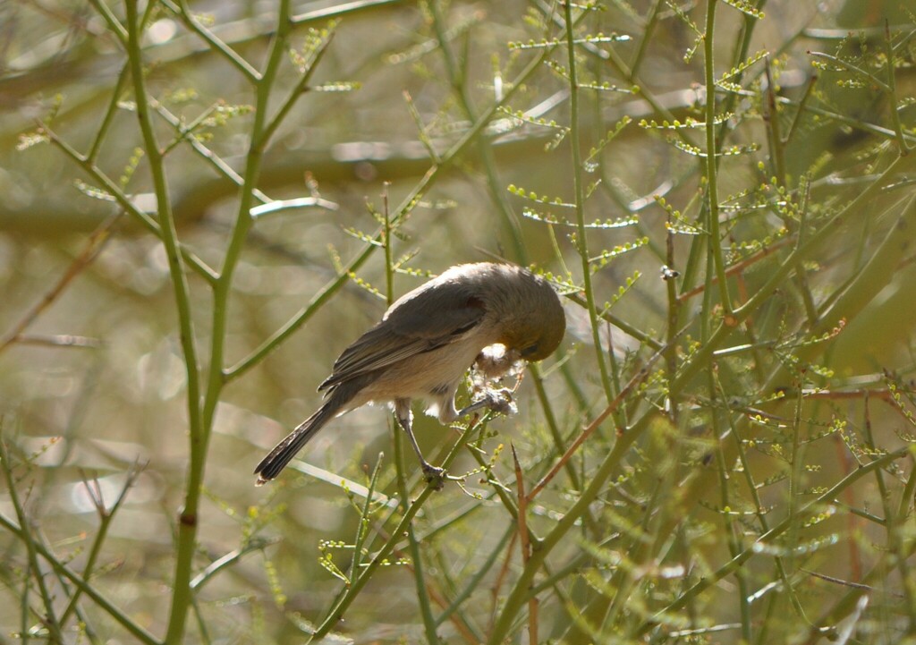 Verdin from South Mountain Village, Phoenix, AZ, USA on November 11 ...