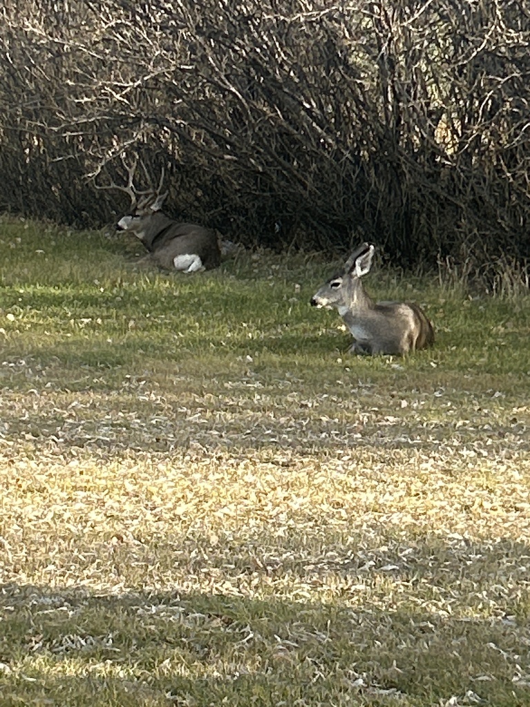 Mule Deer from University of Lethbridge, Lethbridge, AB, CA on November ...