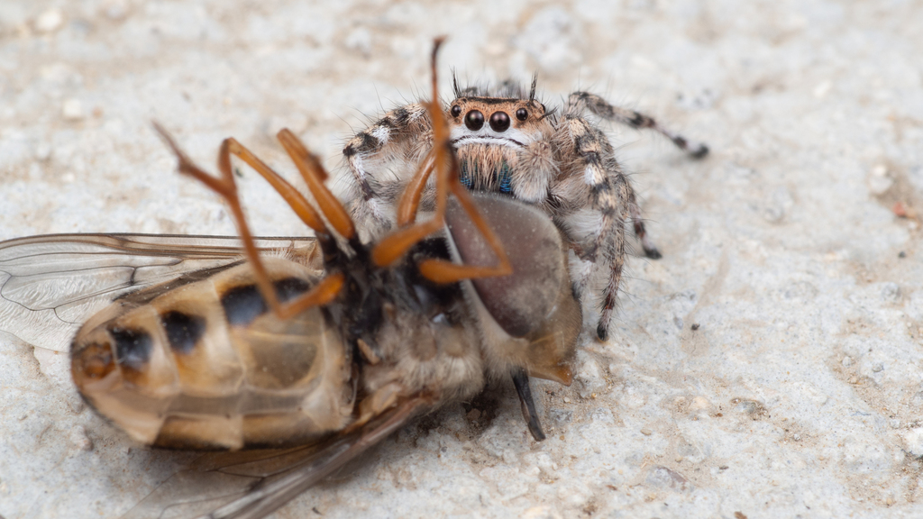Phoenix Jumping Spider from La Paz, BCS, Mexico on May 10, 2024 at 04: ...