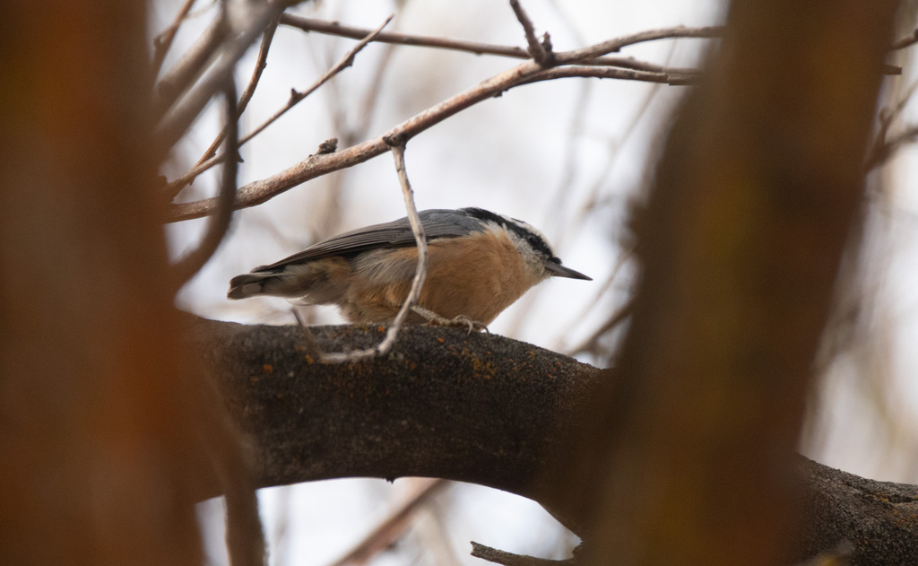 Red-breasted Nuthatch from Douglas County, WA, USA on November 9, 2024 ...