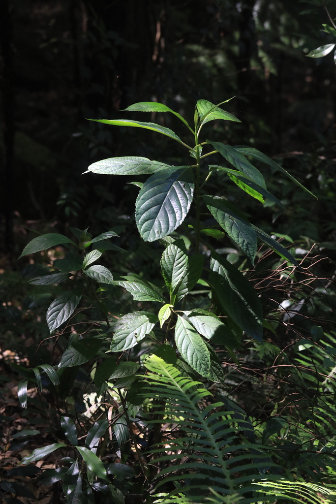 Native Hydrangea from Somersby NSW 2250, Australia on October 30, 2024 ...