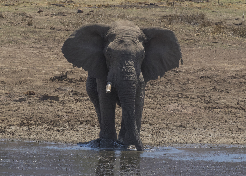 African Savanna Elephant in November 2024 by Andre Harmse · iNaturalist