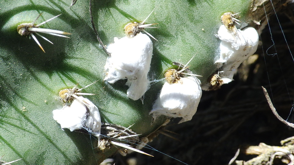American cochineal bug from AB: 2.5 km E Western Monarch on June 22 ...