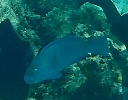 Pacific Longnose Parrotfish from Fruits of Rarotonga Marine Reserve ...