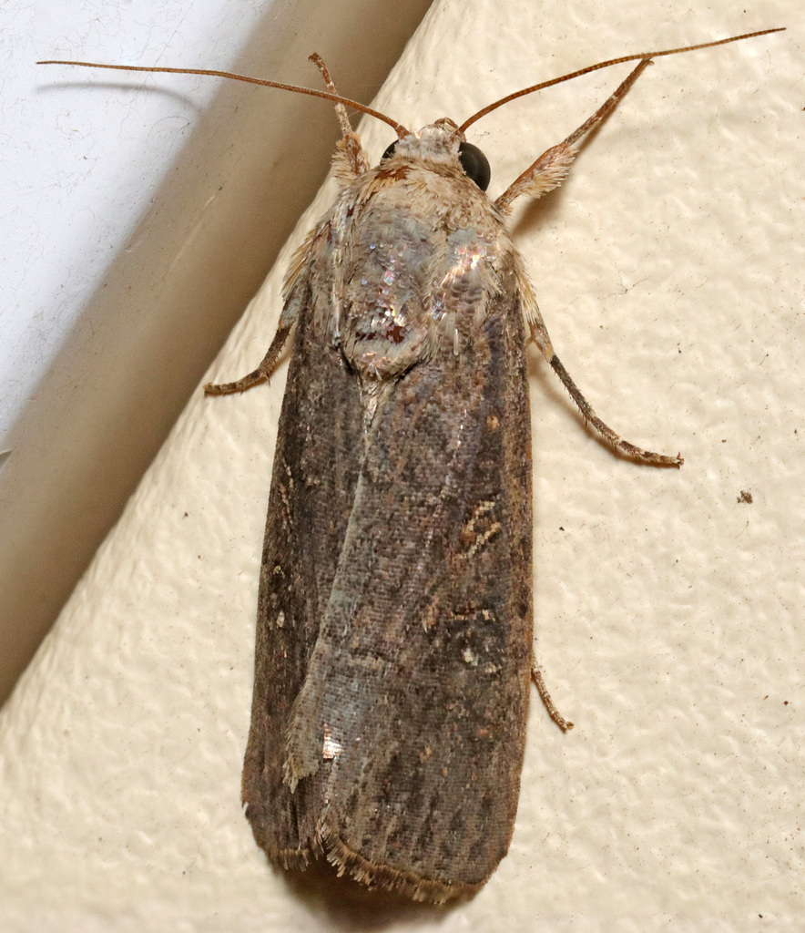 Fall Armyworm Moth from Oak Ridge, TN, USA on November 9, 2024 at 09:51 ...
