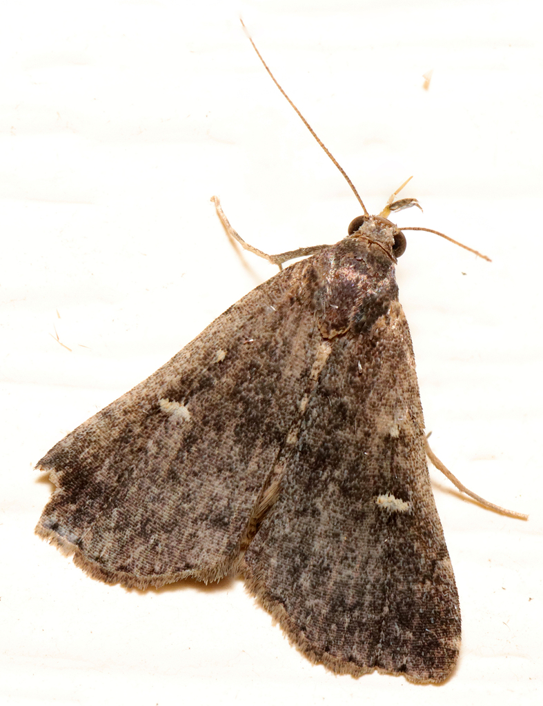 Smoky Tetanolita Moth from Oak Ridge, TN, USA on October 2, 2024 at 08: ...