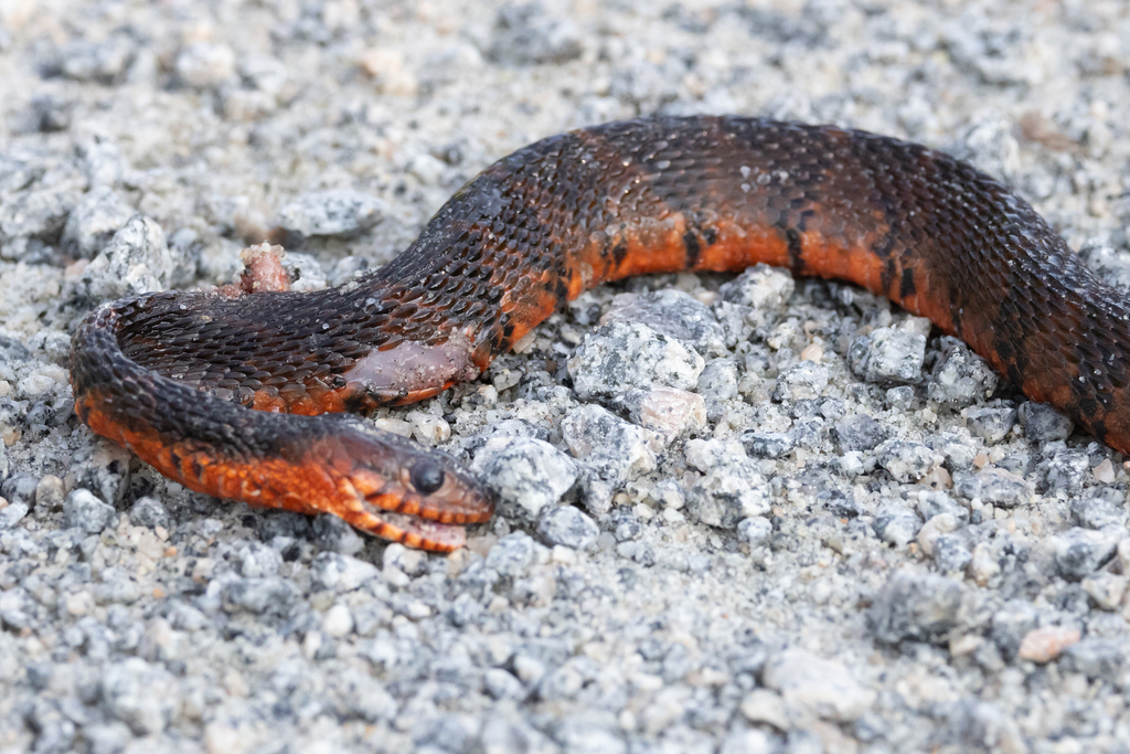 Banded Watersnake from Alligator River NWR, Dare County, NC, USA on ...