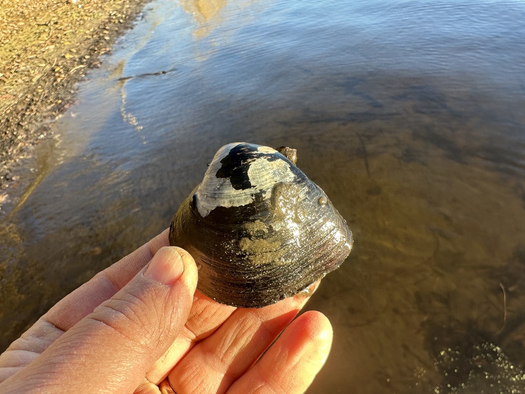 Wabash Pigtoe from Copeland Park, La Crosse, WI, US on November 11 ...