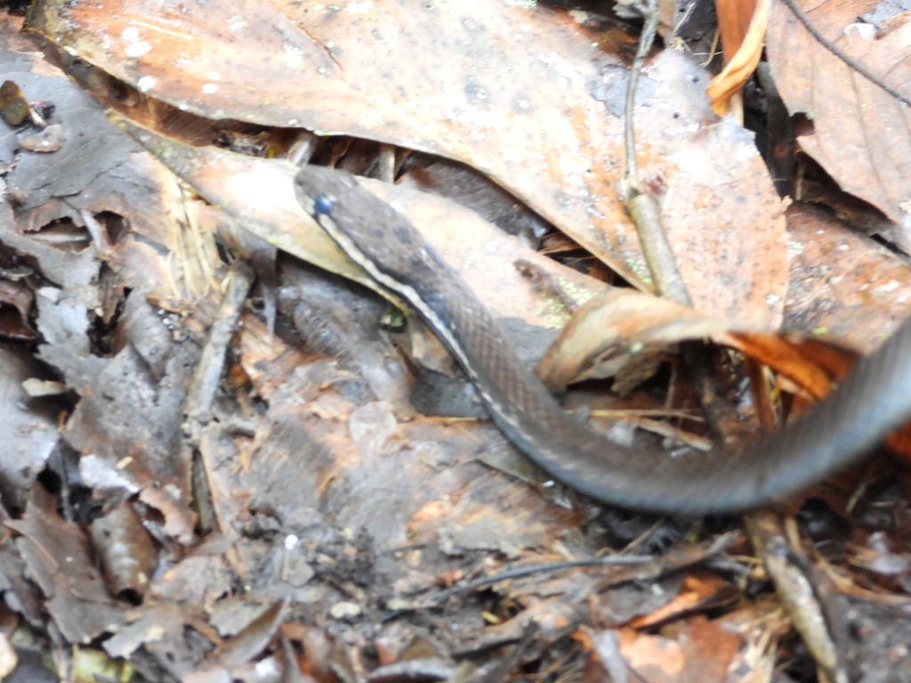 Müller’s Crown Snake from Kabupaten Fakfak, Papua Bar., Indonesia on ...