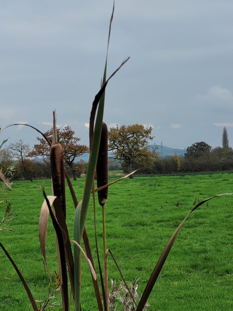 broadleaf cattail from Castle Farm Fenny Castle, Wells BA5 1NN, UK on ...