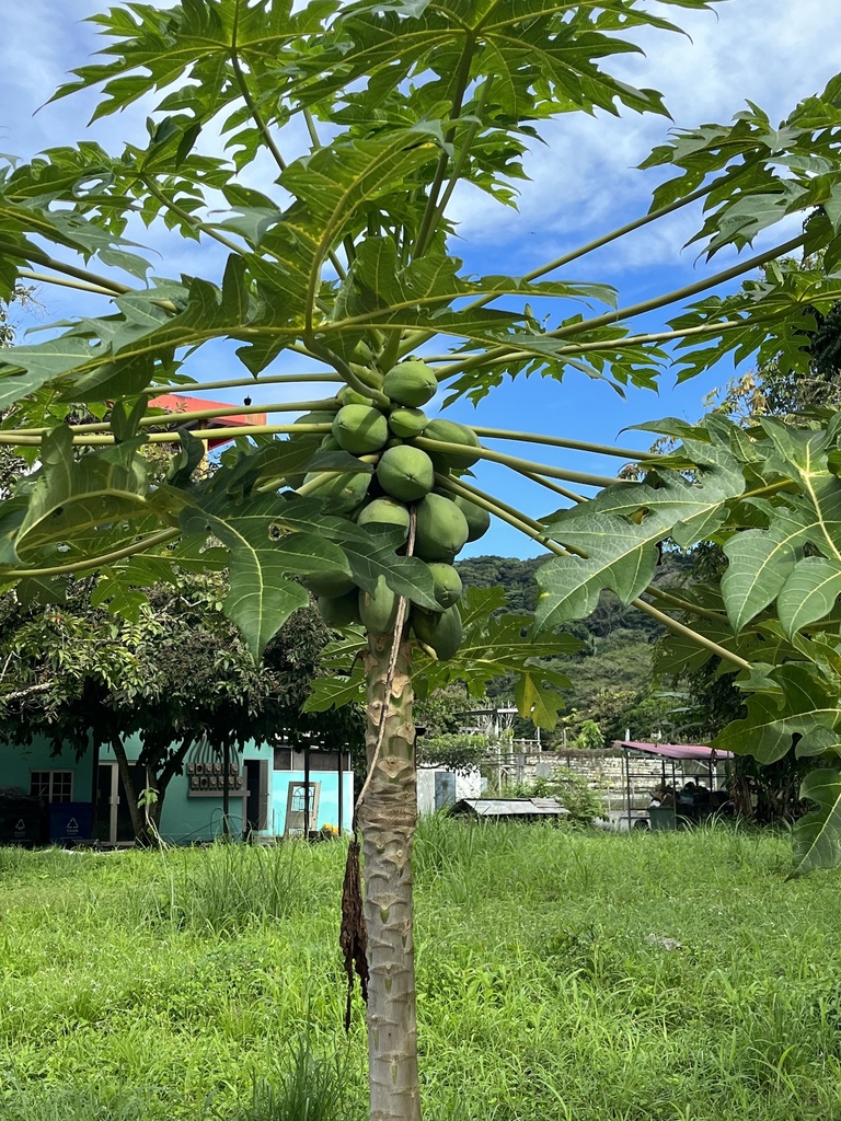 Papaya from Colon, PA on November 10, 2024 at 09:26 AM by briljohns ...