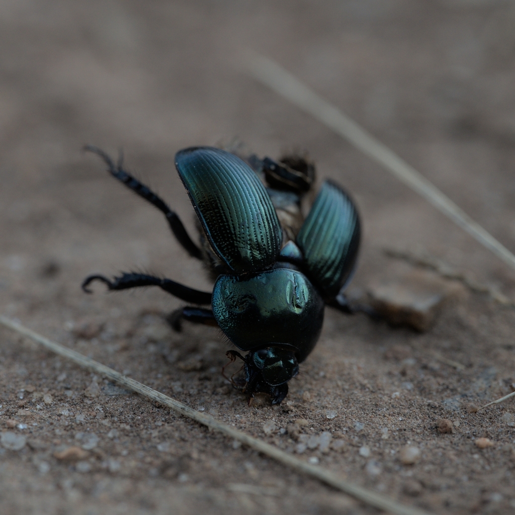 Splendid Earth-boring Beetle from Lexington County, US-SC, US on ...