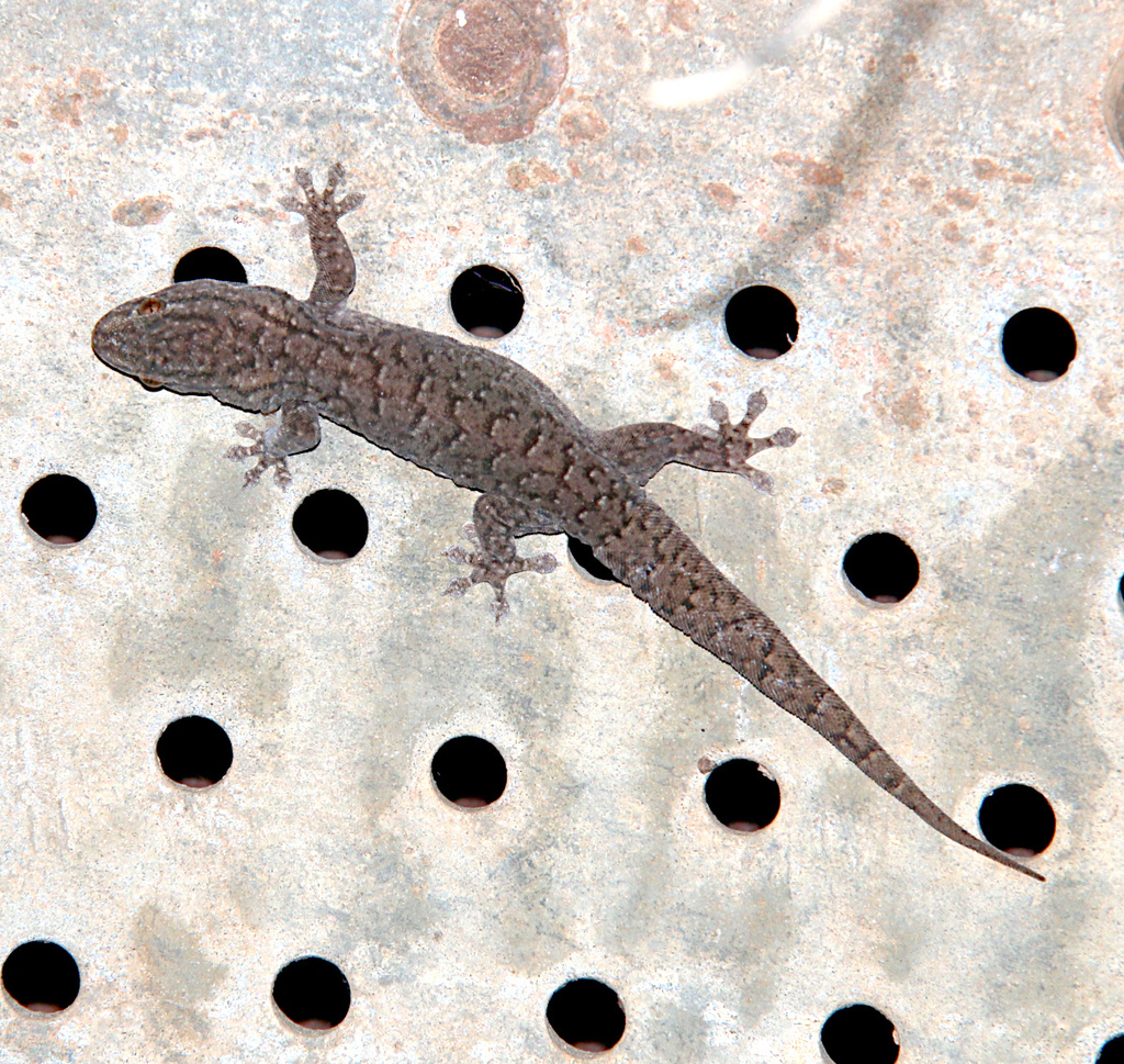 Eastern tree dtella from Naree Station (BHA), NSW, Australia on ...