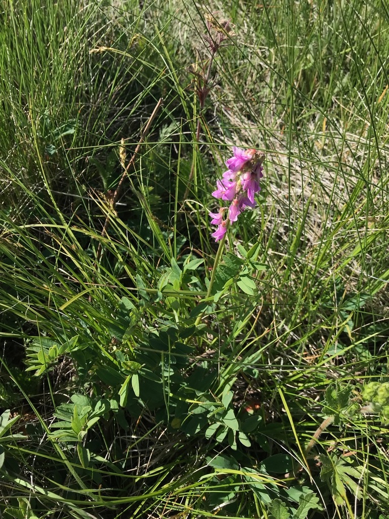 Boreal Sweet-vetch from Division No. 1, AB, Canada on July 13, 2019 at ...