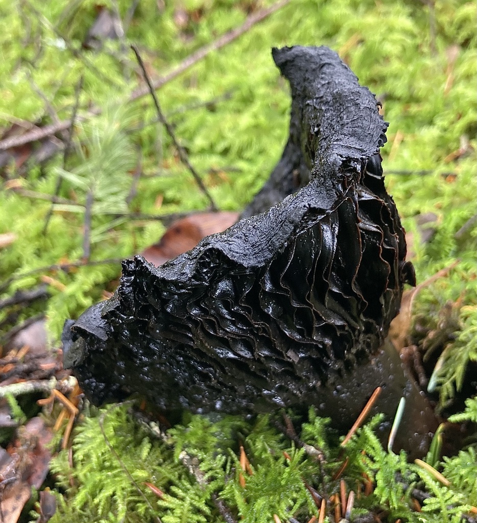 Blackening Russula from View Royal, BC, CA on November 11, 2024 at 11: ...