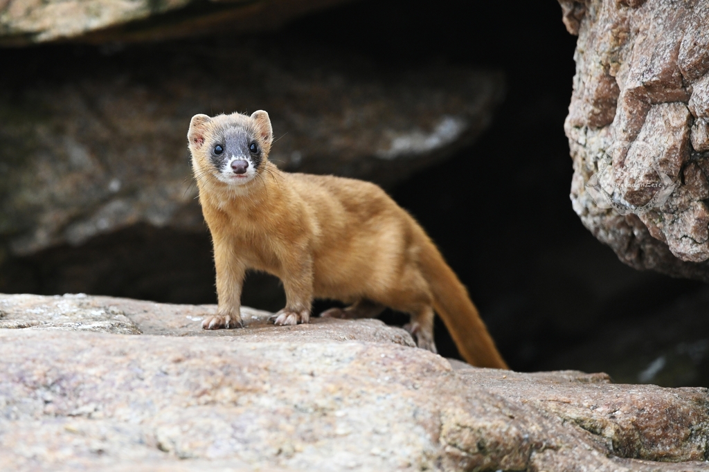 Siberian Weasel from 中国山东省青岛市黄岛区 on October 27, 2024 at 09:01 AM by ...