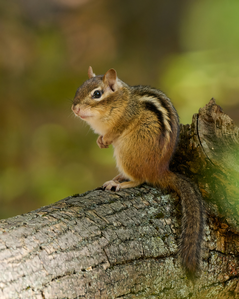 Eastern Chipmunk from Morgan Arboretum, 150 Rue Pins, Sainte-Anne-de ...