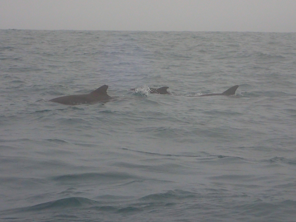 Common Bottlenose Dolphin in November 2024 by Braden J. Judson ...