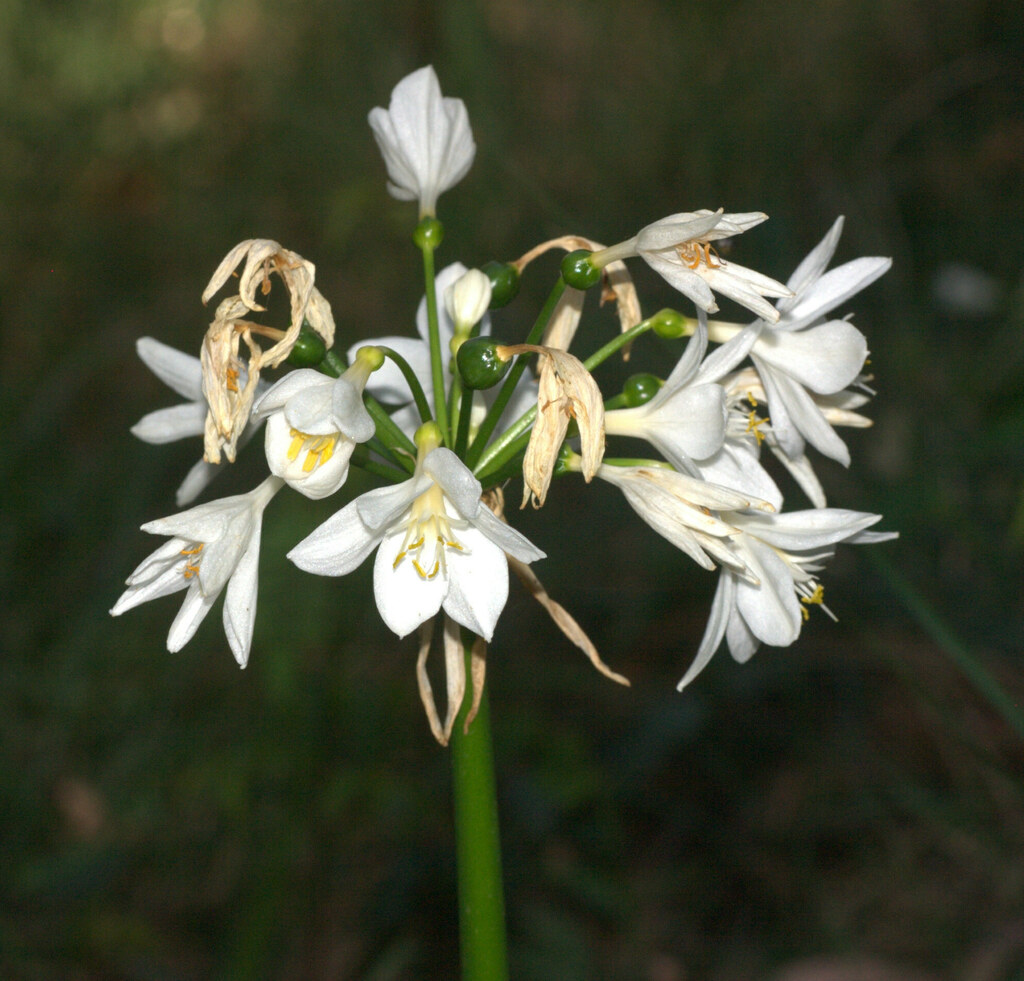 Brisbane Lily (Proiphys cunninghamii) - Botanical Realm
