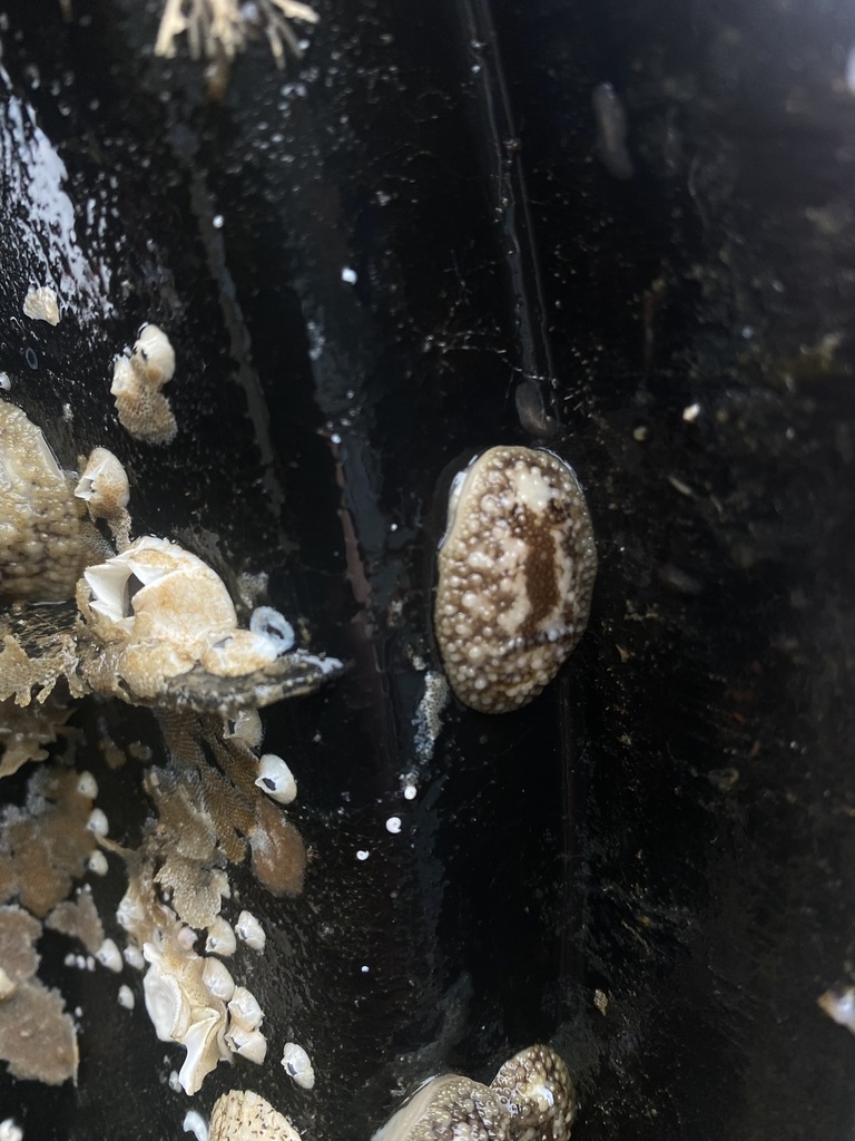 barnacle-eating dorid from Friday Harbor Laboratories, Samish TDSA, WA ...