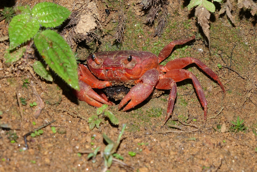 Karkata kusumbha · iNaturalist