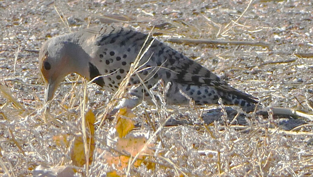 Northern Flicker from Boulder County, CO, USA on November 11, 2024 at ...