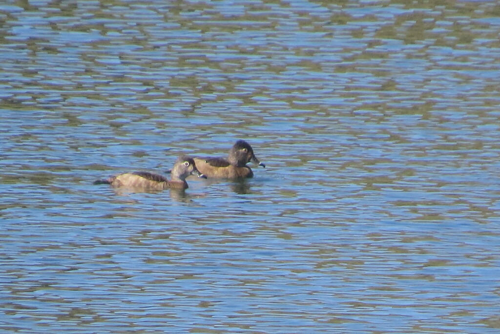 Ring-necked Duck from Dixon Lake, Escondido, CA 92027, USA on November ...