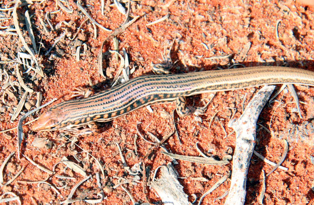 Ctenotus Skinks from Naree Station (BHA), NSW, Australia on September 5 ...