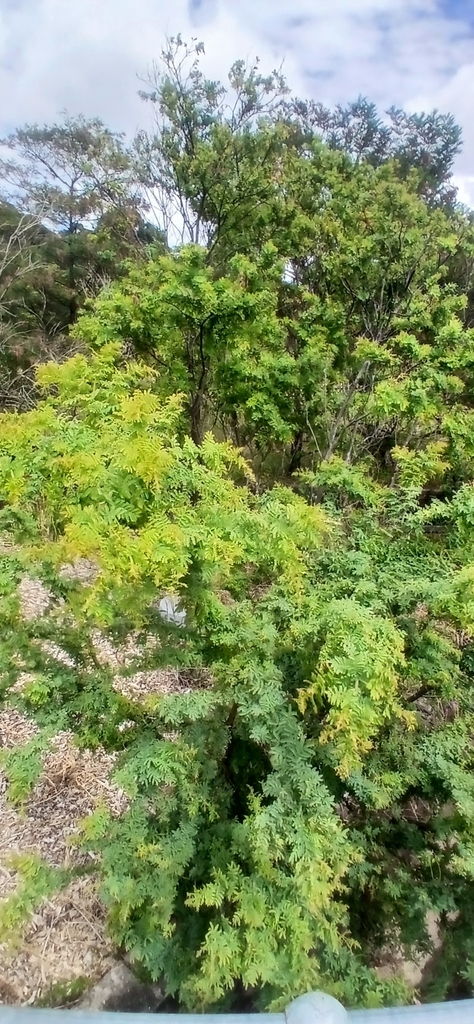 Downy Wattle from East St opp Eglington St, Lidcombe NSW 2141 ...