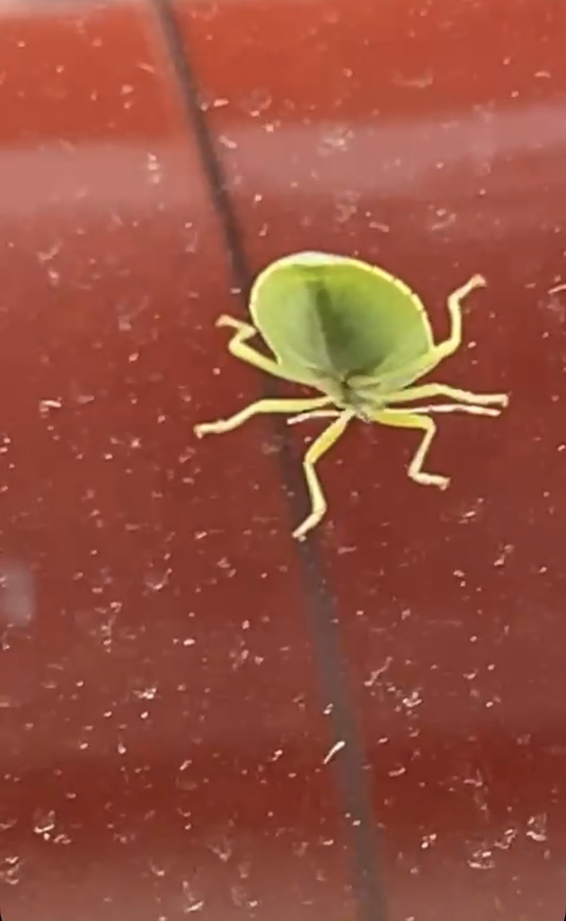 Green Stink Bug from Cotton Spindle, Schertz, TX, US on November 08 ...
