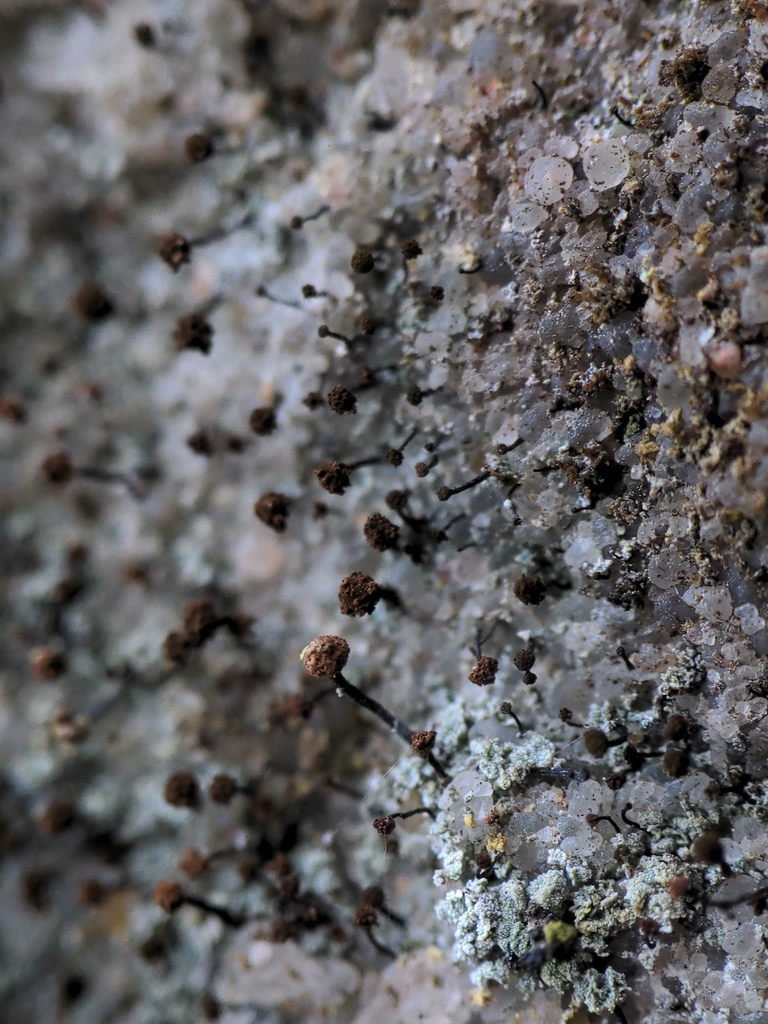 Chaenotheca ferruginea from Alger County, MI, USA on November 9, 2024 ...