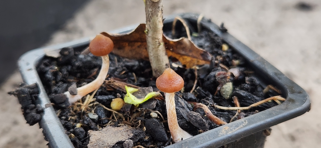 Moss Bells from Awatuna 7882, New Zealand on November 12, 2024 at 03:38 ...