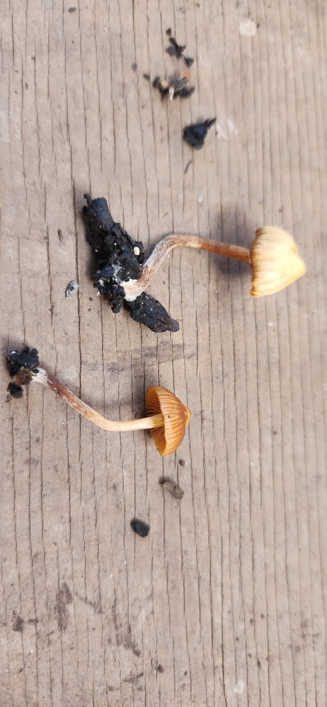 Moss Bells from Awatuna 7882, New Zealand on November 12, 2024 at 03:40 ...