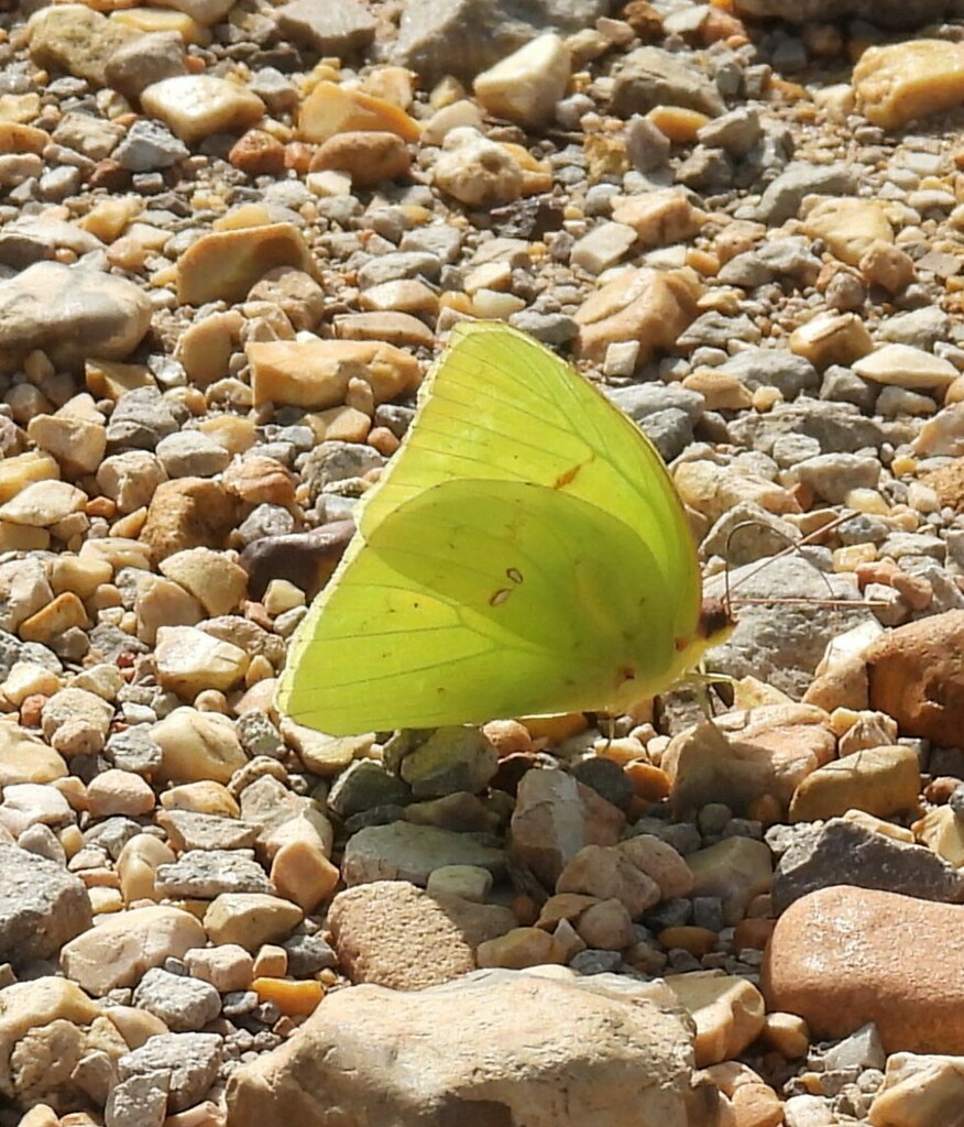 Cloudless Sulphur from Key Cave NWR, Co. Rd. 204, Lauderdale County, AL ...