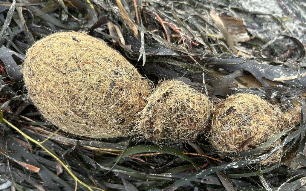 fibre-ball weed from Kingston SE SA 5275, Australia on November 12 ...