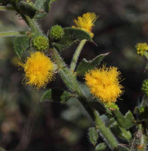 Geraldton Hills - IBRA subregion GES01 Check List · iNaturalist United ...