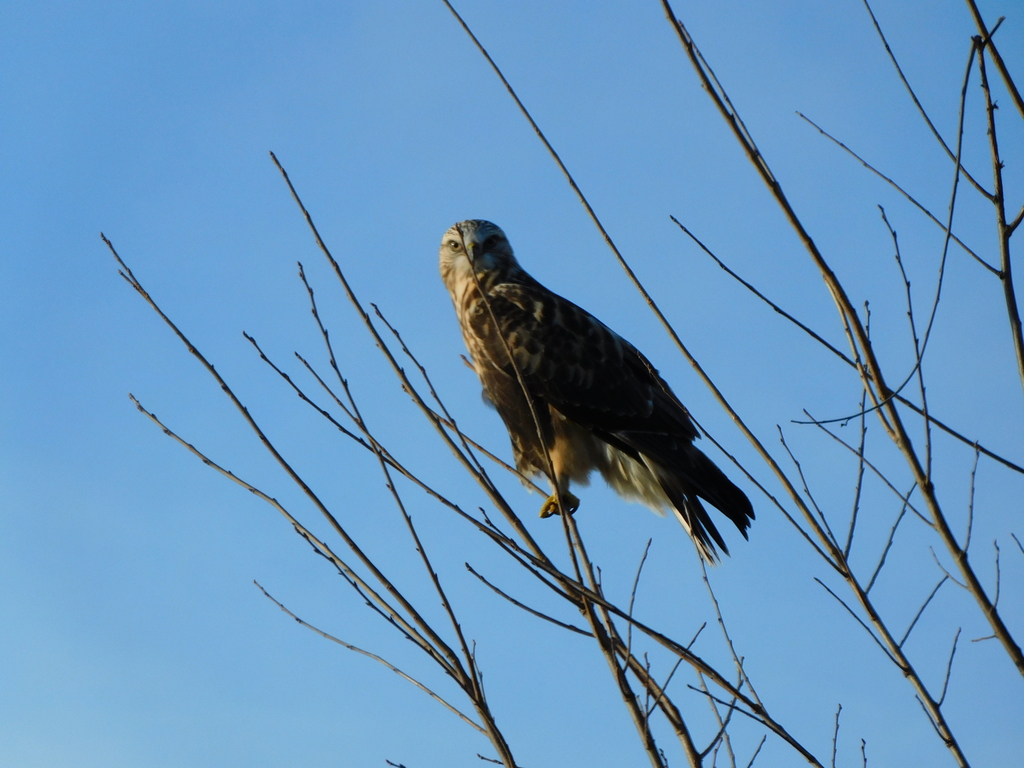 Rough-legged Hawk from Oneida, WI, USA on November 9, 2024 at 10:01 AM ...