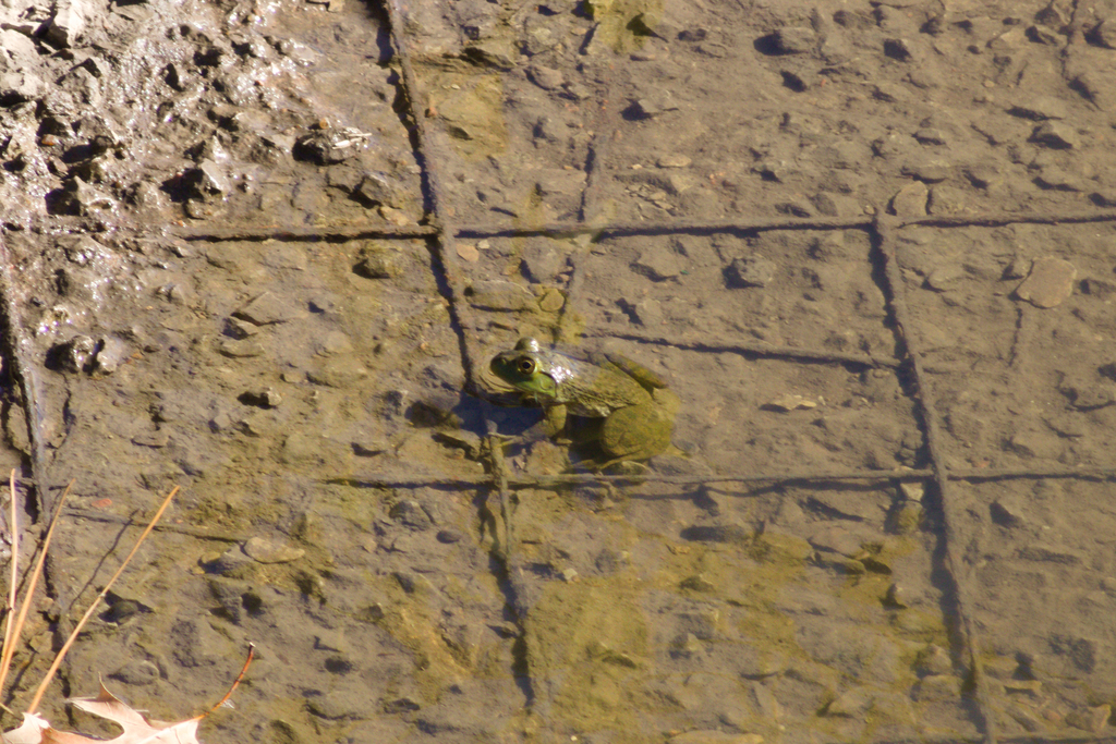 American Bullfrog from Tulsa, OK, USA on November 11, 2024 at 10:23 AM ...