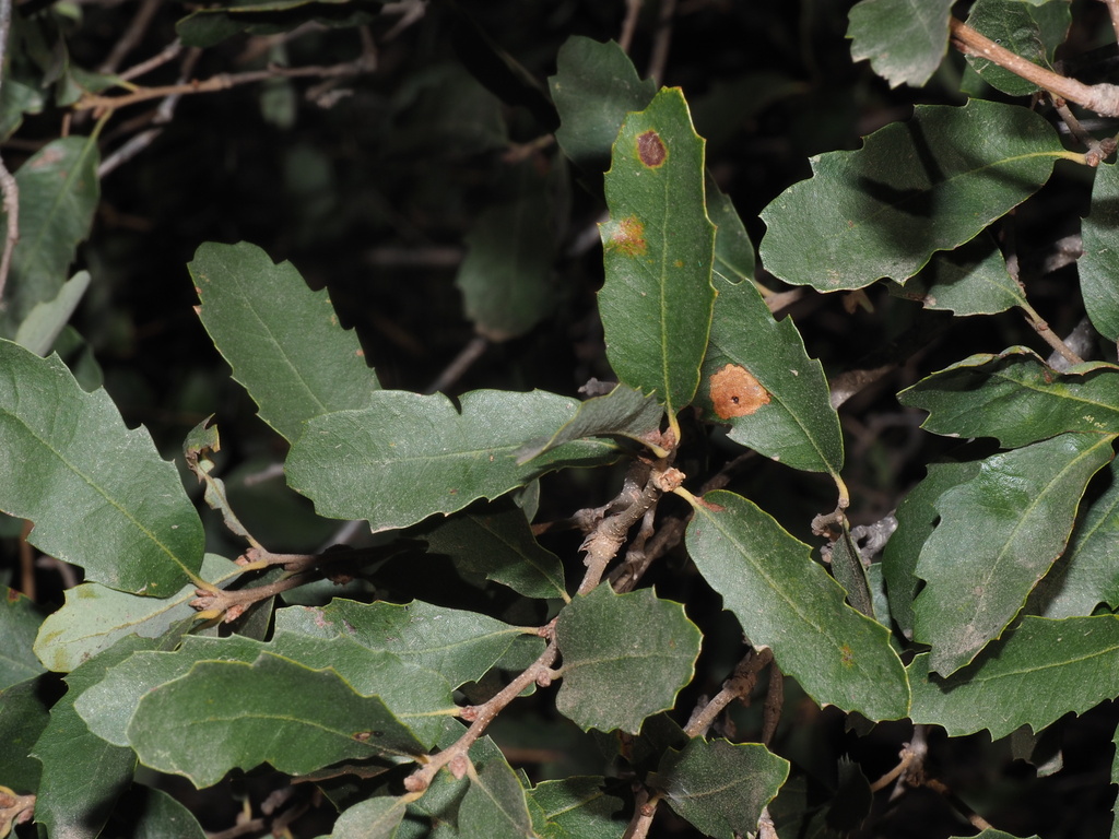 Quercus berberidifolia × engelmannii from Alpine, CA, US on November 11 ...