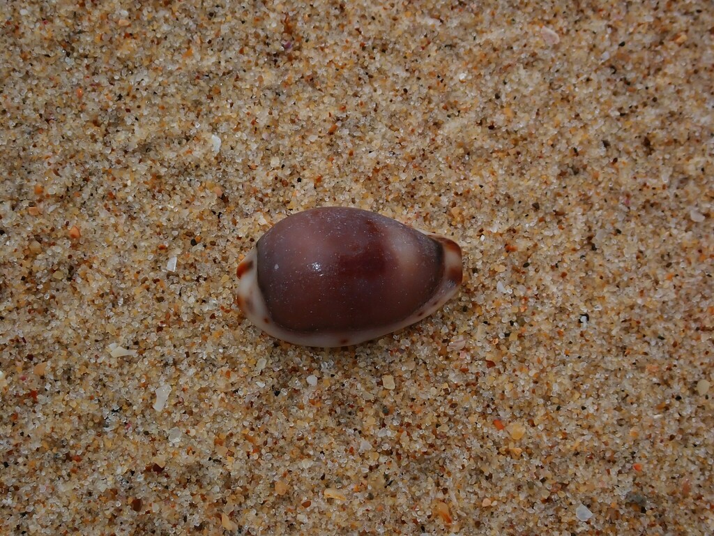 graceful cowrie from Repton NSW 2454, Australia on November 12, 2024 at ...
