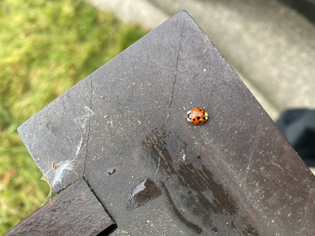 Asian Lady Beetle from View Ridge, Seattle, WA 98115, USA on November 8 ...